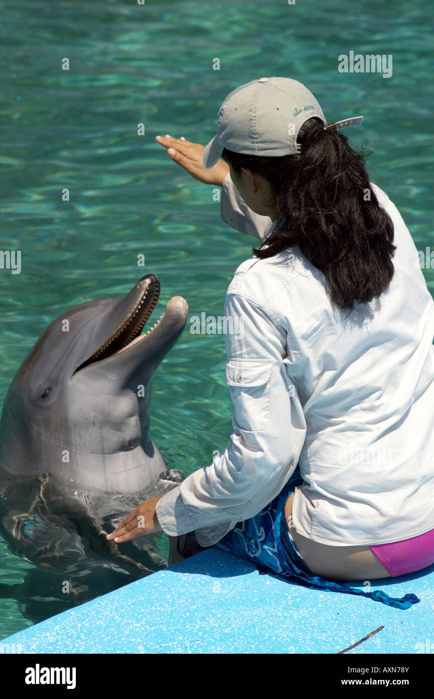 dolphin and trainer, Anthony's Key Dive Resort, Roatan, Honduras Stock ...