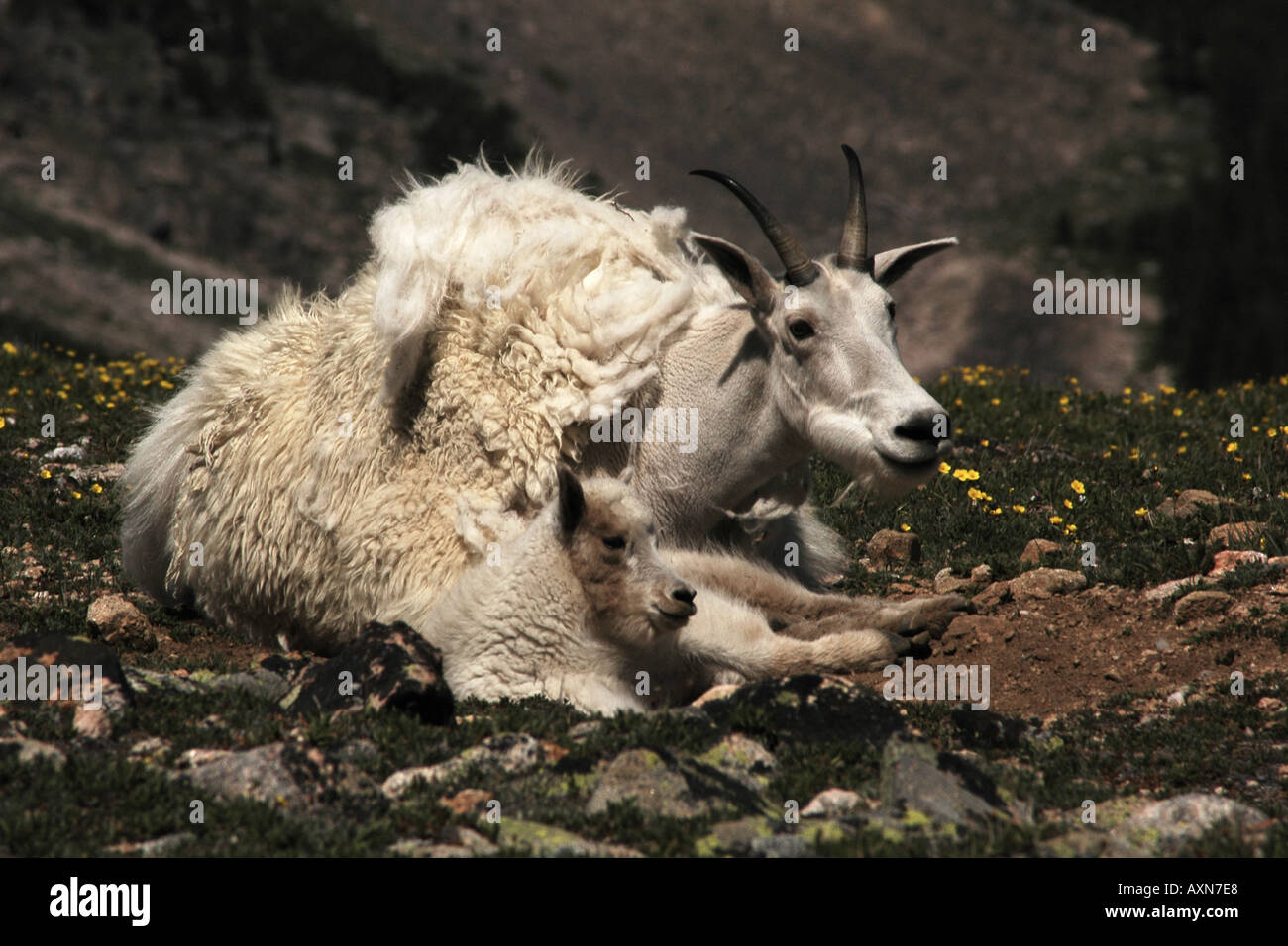 Goat mummy hi-res stock photography and images - Alamy
