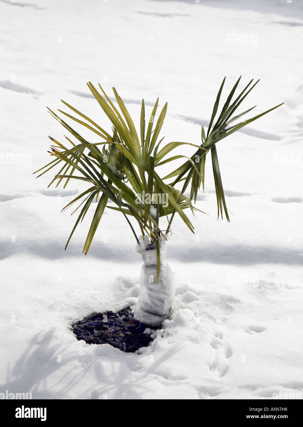 Hardy palms hi-res stock photography and images - Alamy