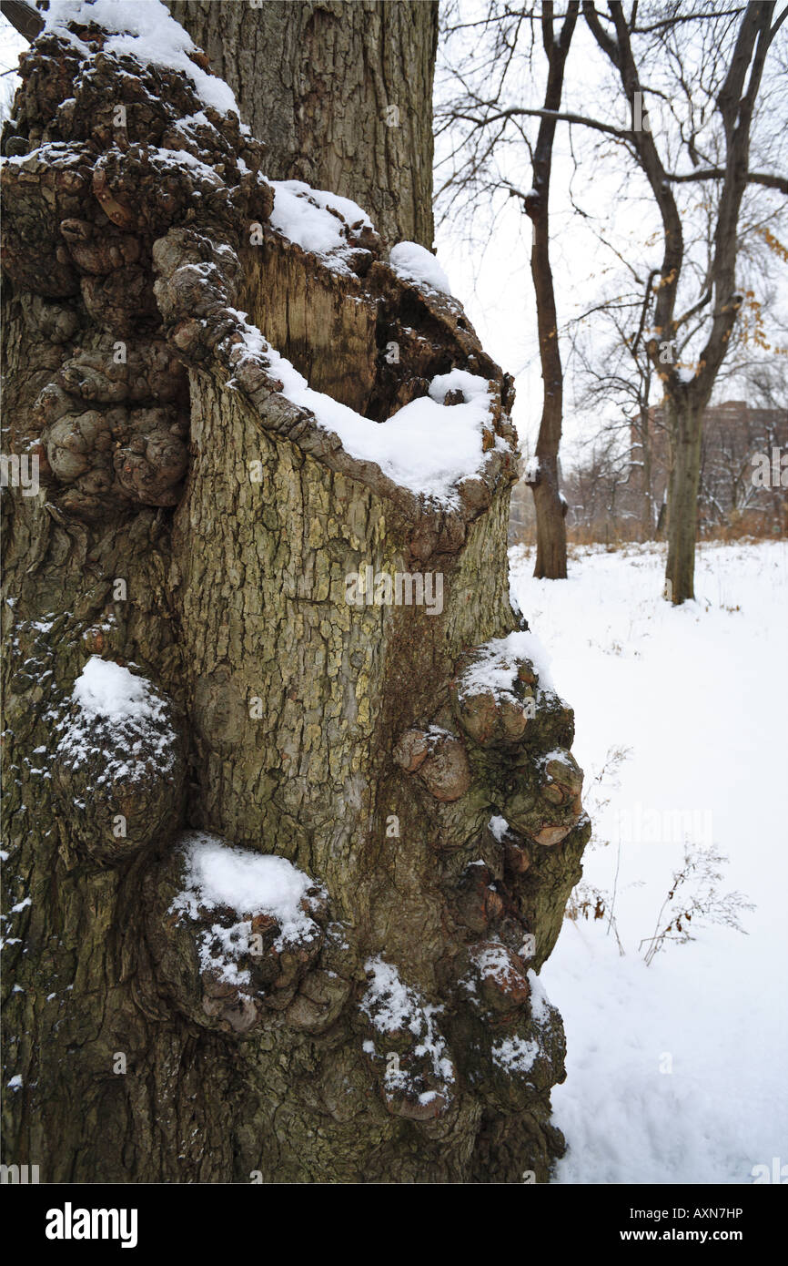 Storm tree hi-res stock photography and images - Alamy