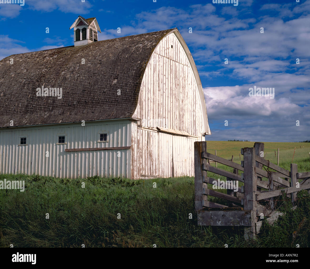 Weathered round roofed white barn with adjacent wooden cattle chute ...
