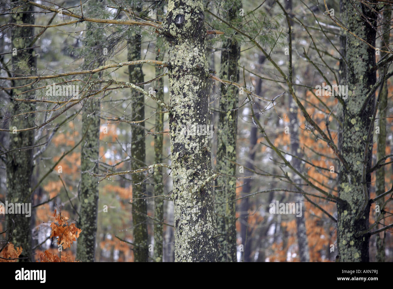 Forest of maine hi-res stock photography and images - Alamy