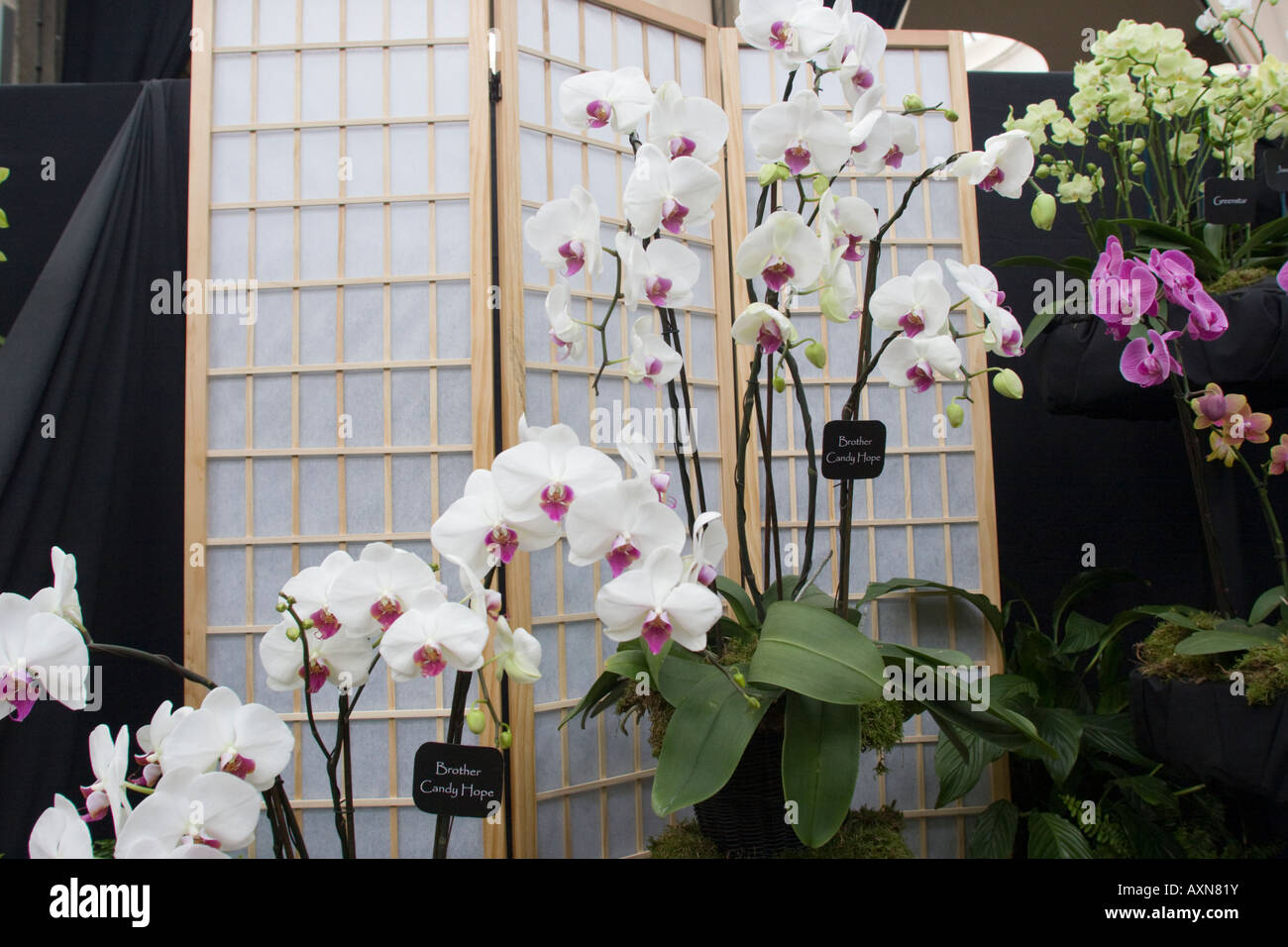 Orchid Display at RHS Orchid Show 2008 Stock Photo - Alamy