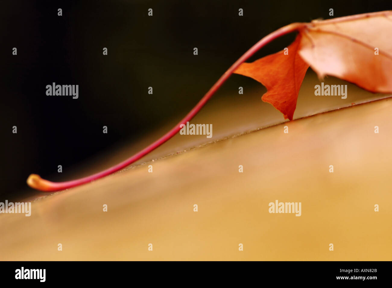 the leaf on my canoe Stock Photo - Alamy
