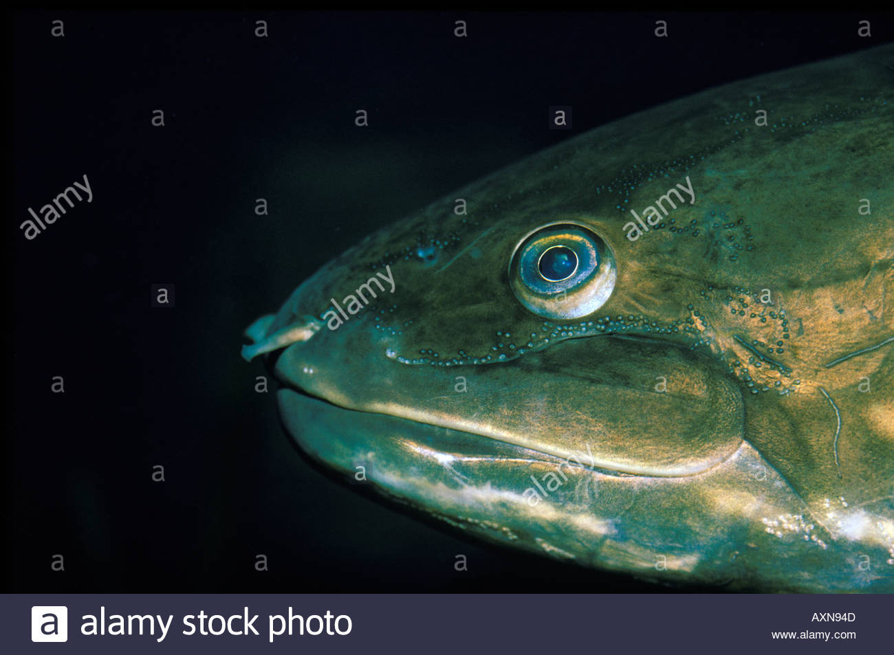 Grindle Stock Photos & Grindle Stock Images - Alamy