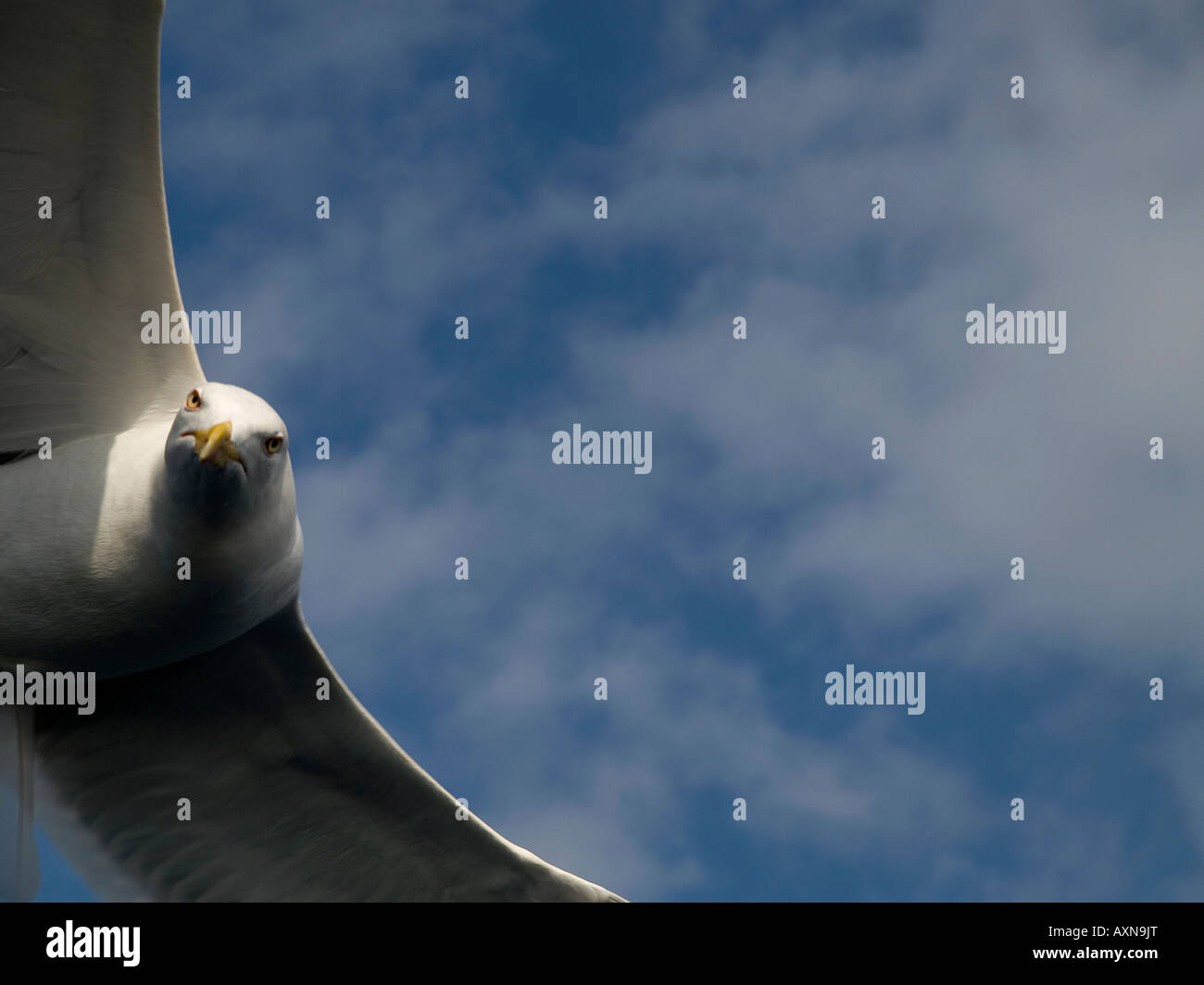 Swooping hi-res stock photography and images - Alamy