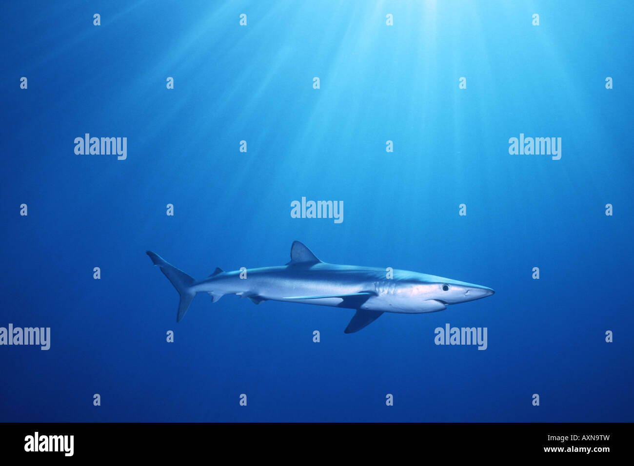 Free swimming Blue Shark (Prionace glauca) San Diego, California ...