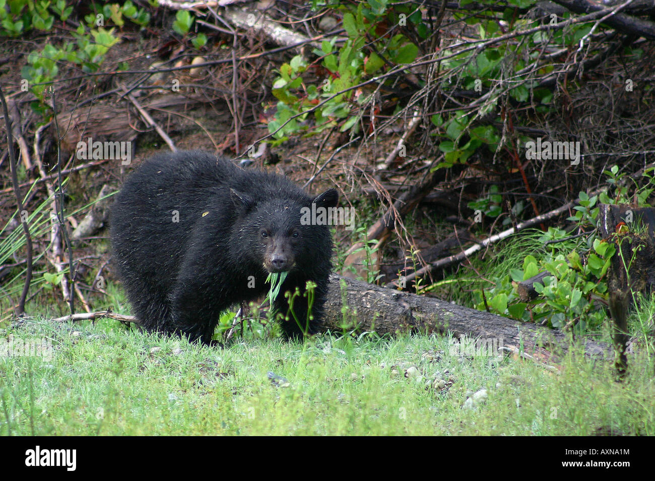 Black bear feeding in hi-res stock photography and images - Alamy