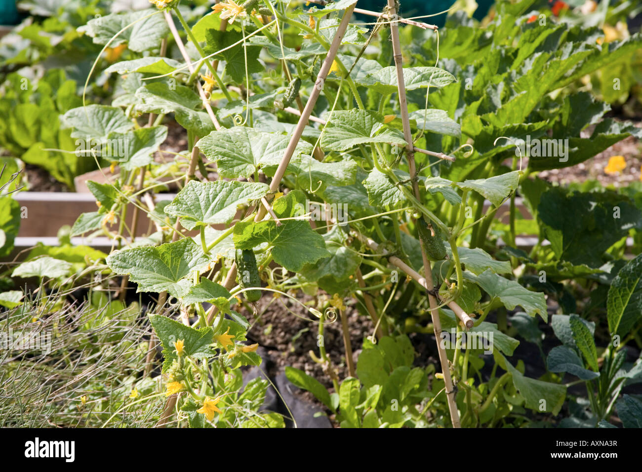 Cucumber plants hi-res stock photography and images - Alamy