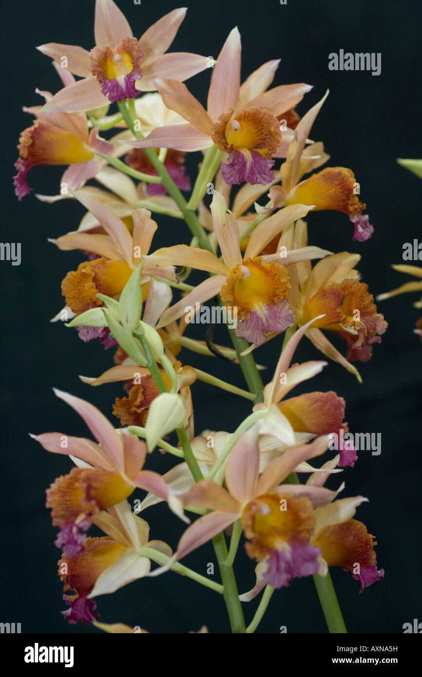 Phaius orchid hi-res stock photography and images - Alamy