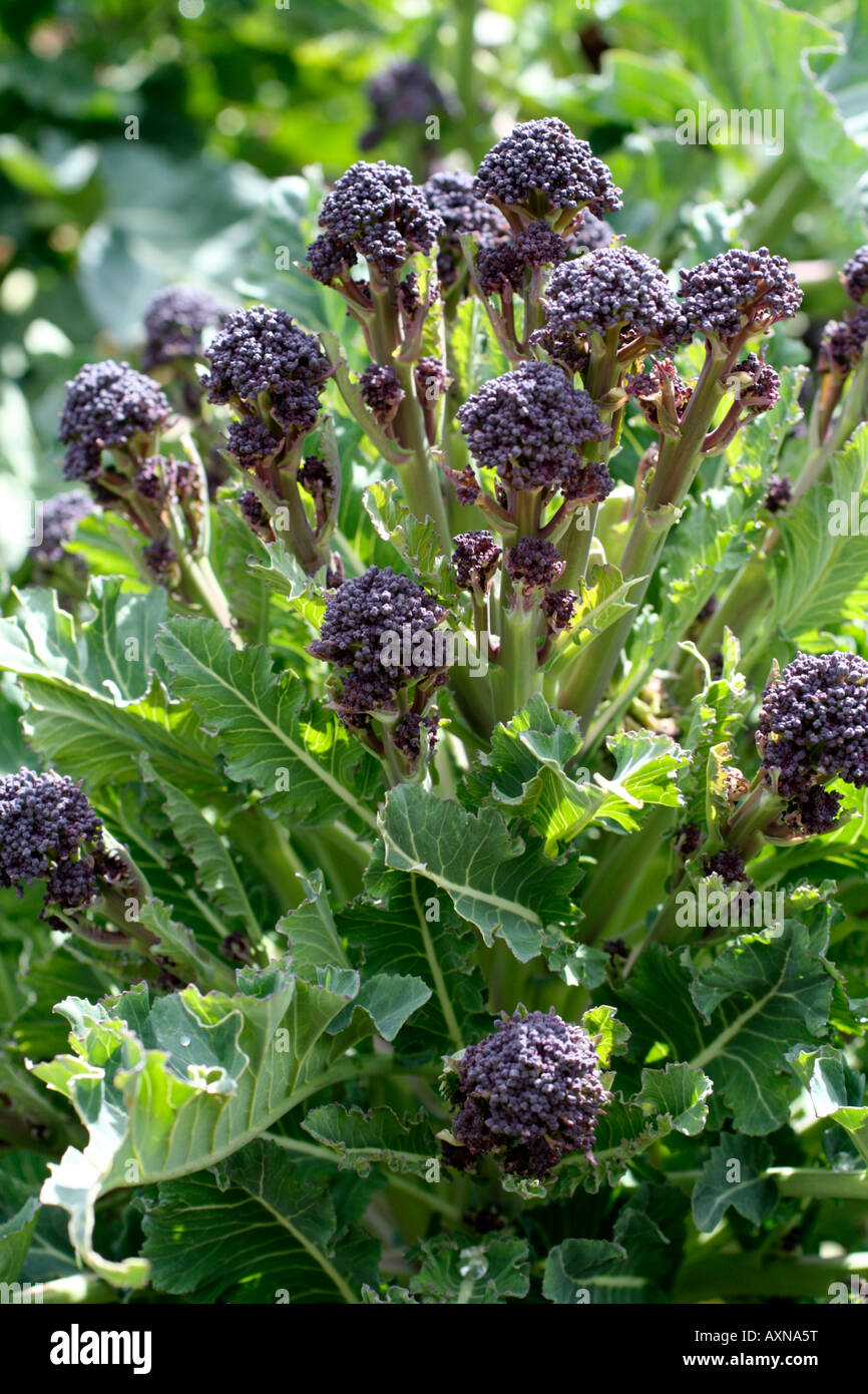 BROCOLLI RED SPEAR LATE MARCH Stock Photo - Alamy