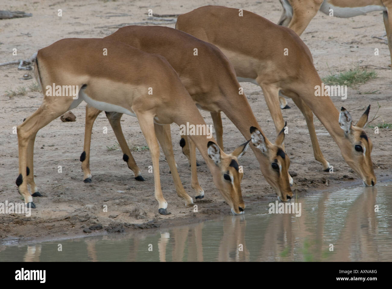 Three impala ewes drinking at a waterhole with relections Stock Photo ...