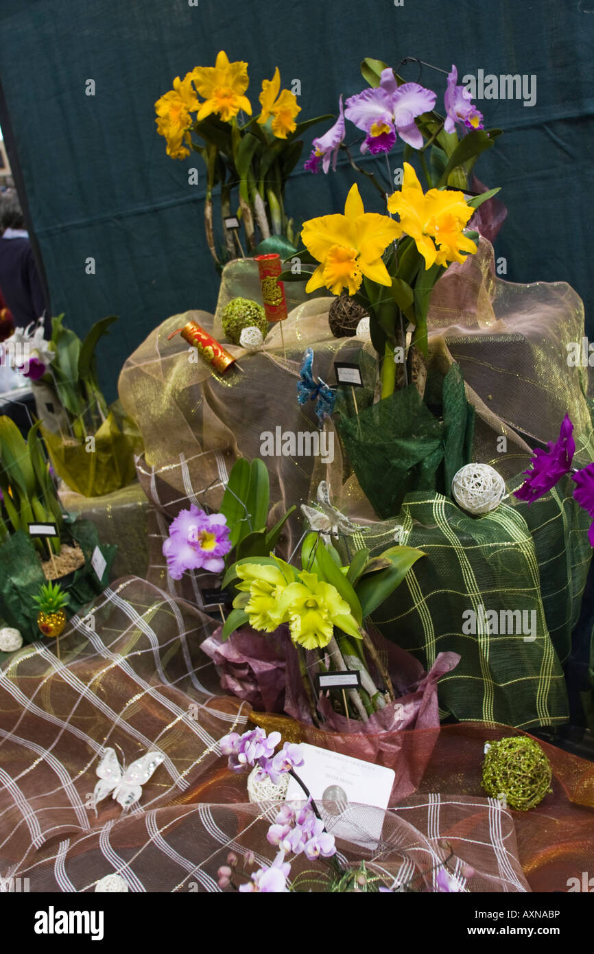 Orchid Display at RHS Orchid Show 2008 Stock Photo - Alamy