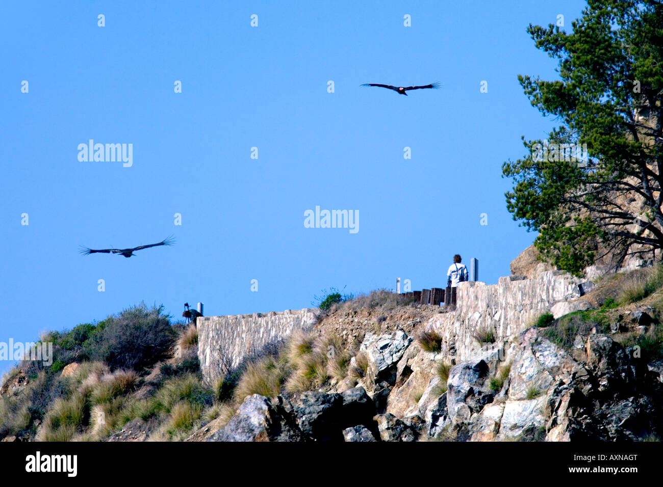 2 Endangered California Condors soaring over the Big Sur coast and the ...