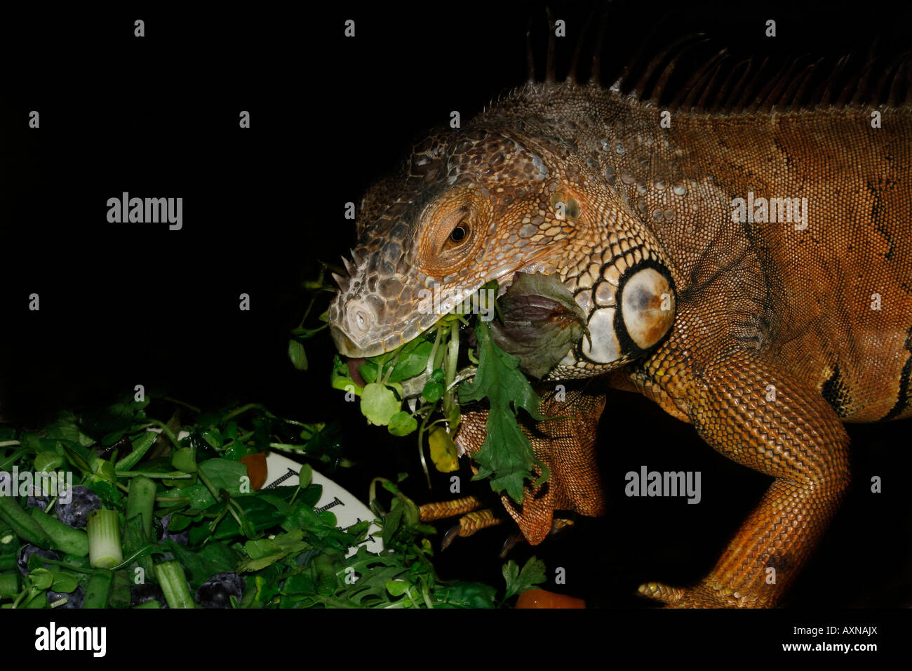 iguana eating salad Stock Photo - Alamy