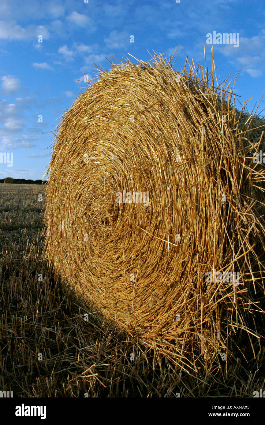 Hay Bale in Field Farming Agriculture Wales Stock Photo - Alamy