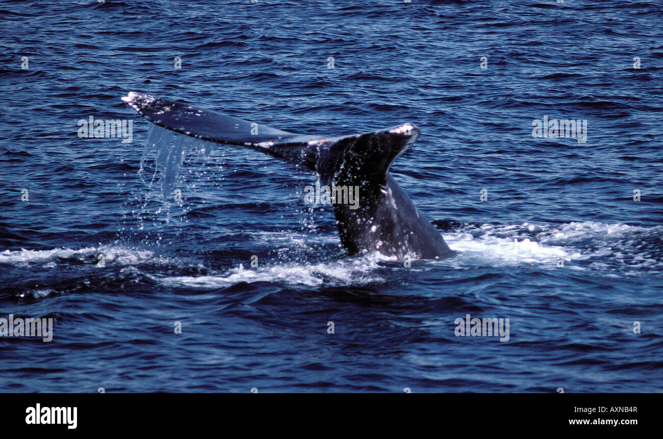 Pacific Gray Whale off California Coast Stock Photo - Alamy