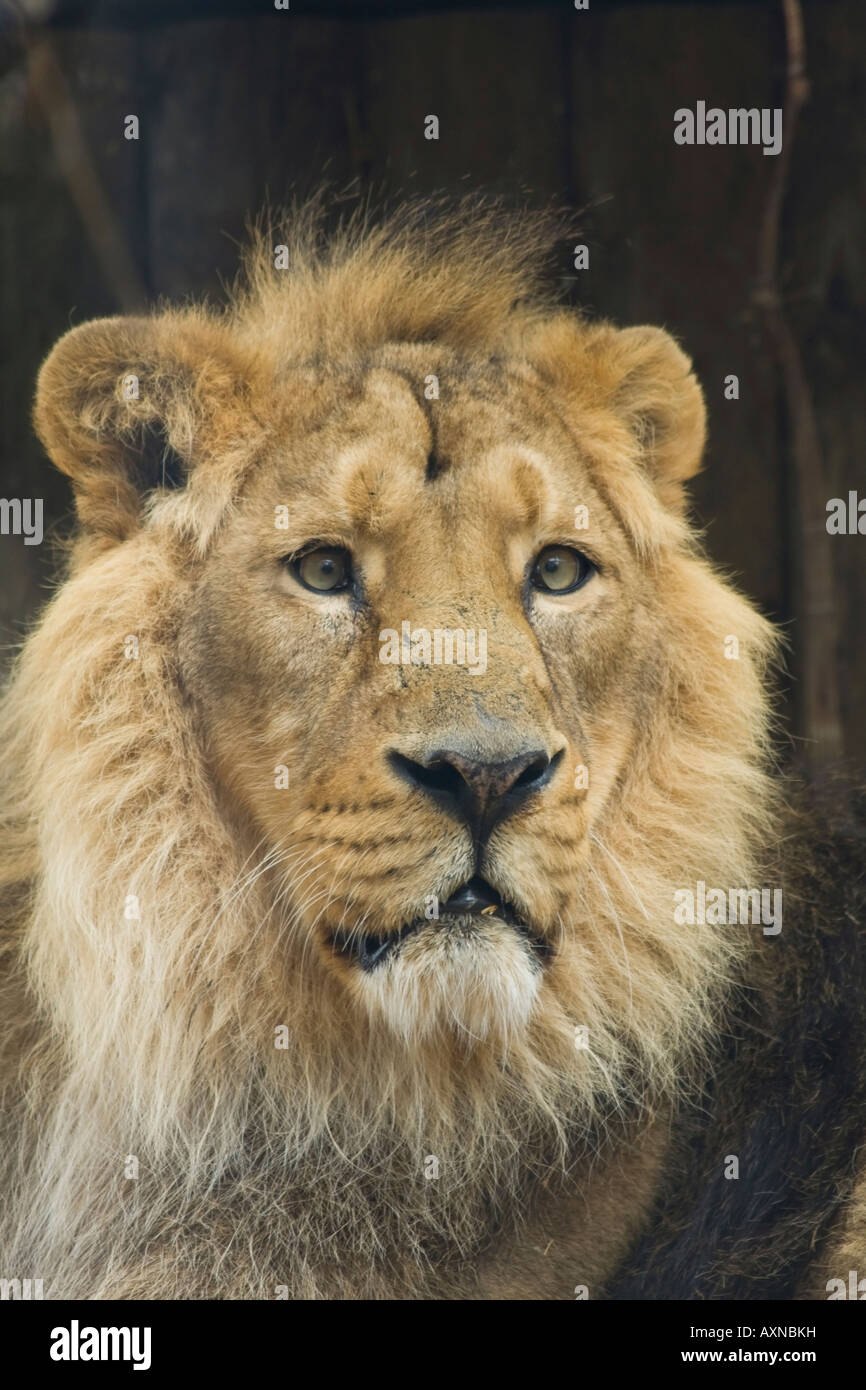 Lion head hi-res stock photography and images - Alamy