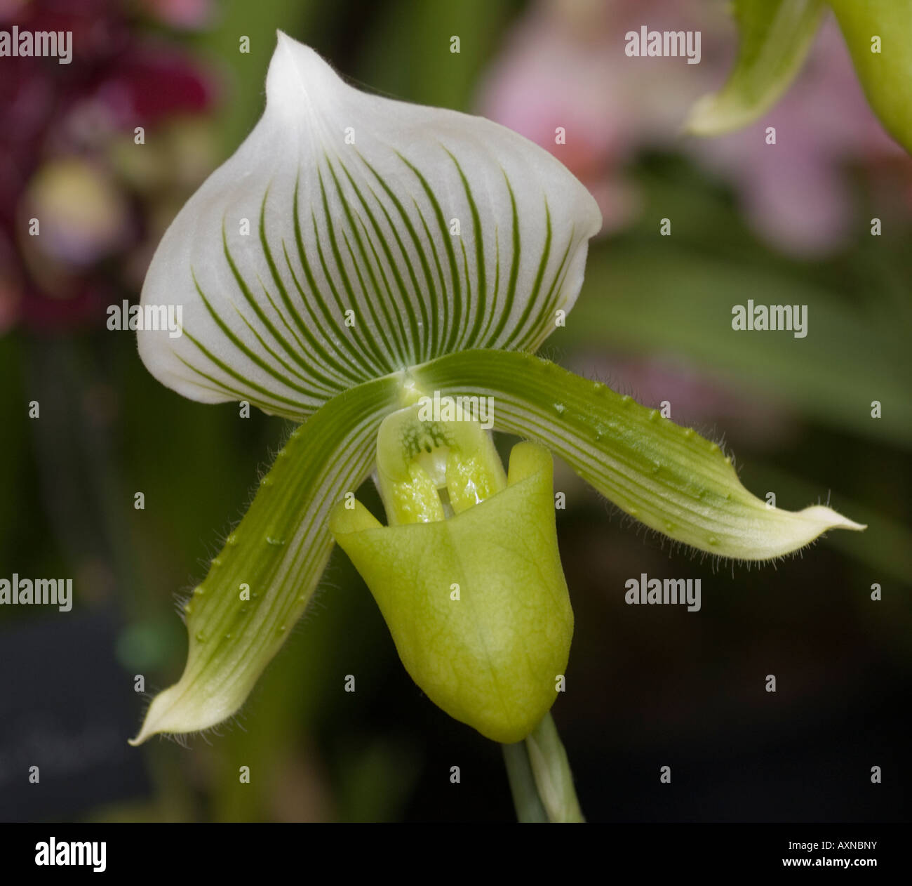 Edgard van belle hi-res stock photography and images - Alamy