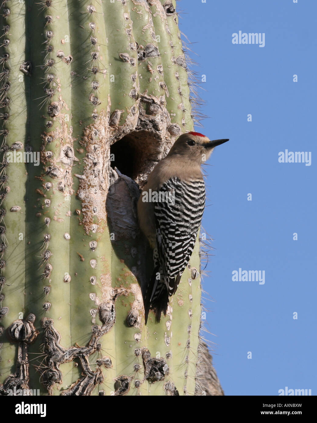 Saguaro cactus animal hi-res stock photography and images - Alamy
