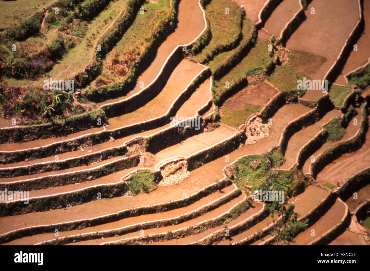 Ancient rice terraces in the Batad area of Luzon in the northern ...