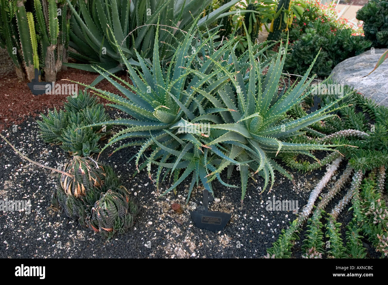 Cactus at Cacti Mundo San Jose Baja California Mexico Stock Photo - Alamy
