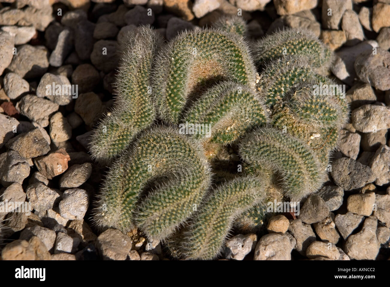 Cactus at Cacti Mundo San Jose Baja California Mexico Stock Photo - Alamy
