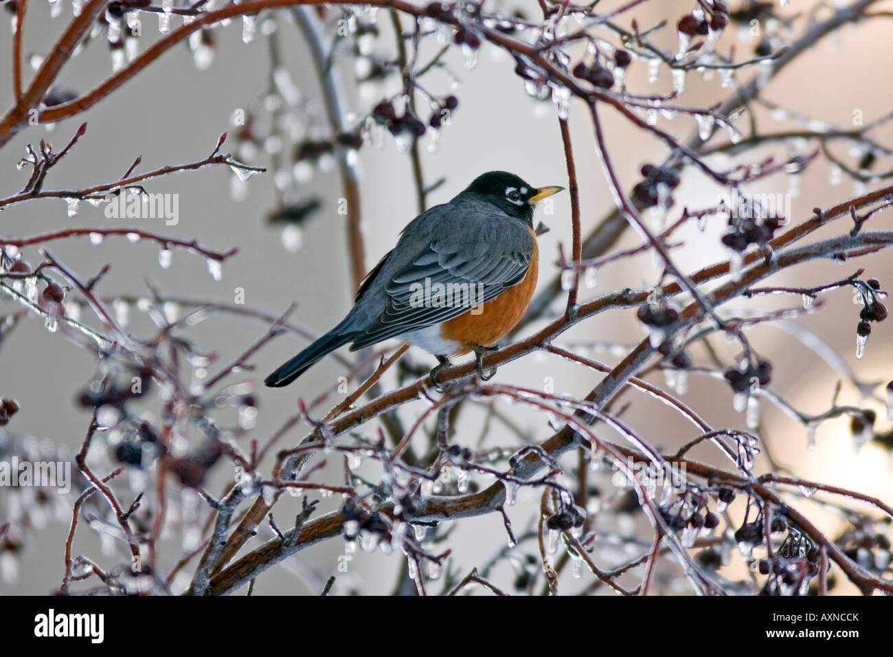 American robin in berries hi-res stock photography and images - Alamy