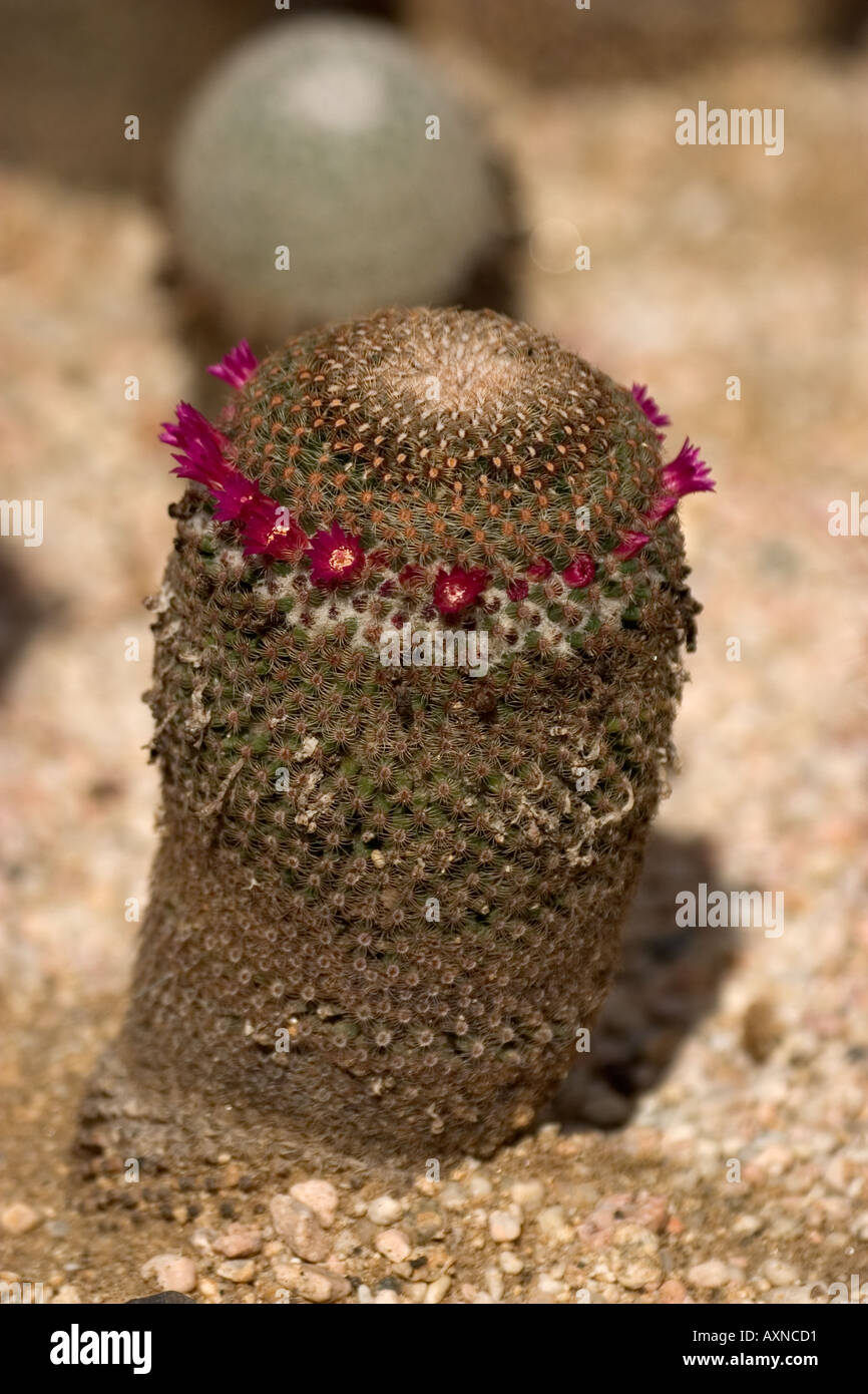 Cactus at Cacti Mundo San Jose Baja California Mexico Stock Photo - Alamy