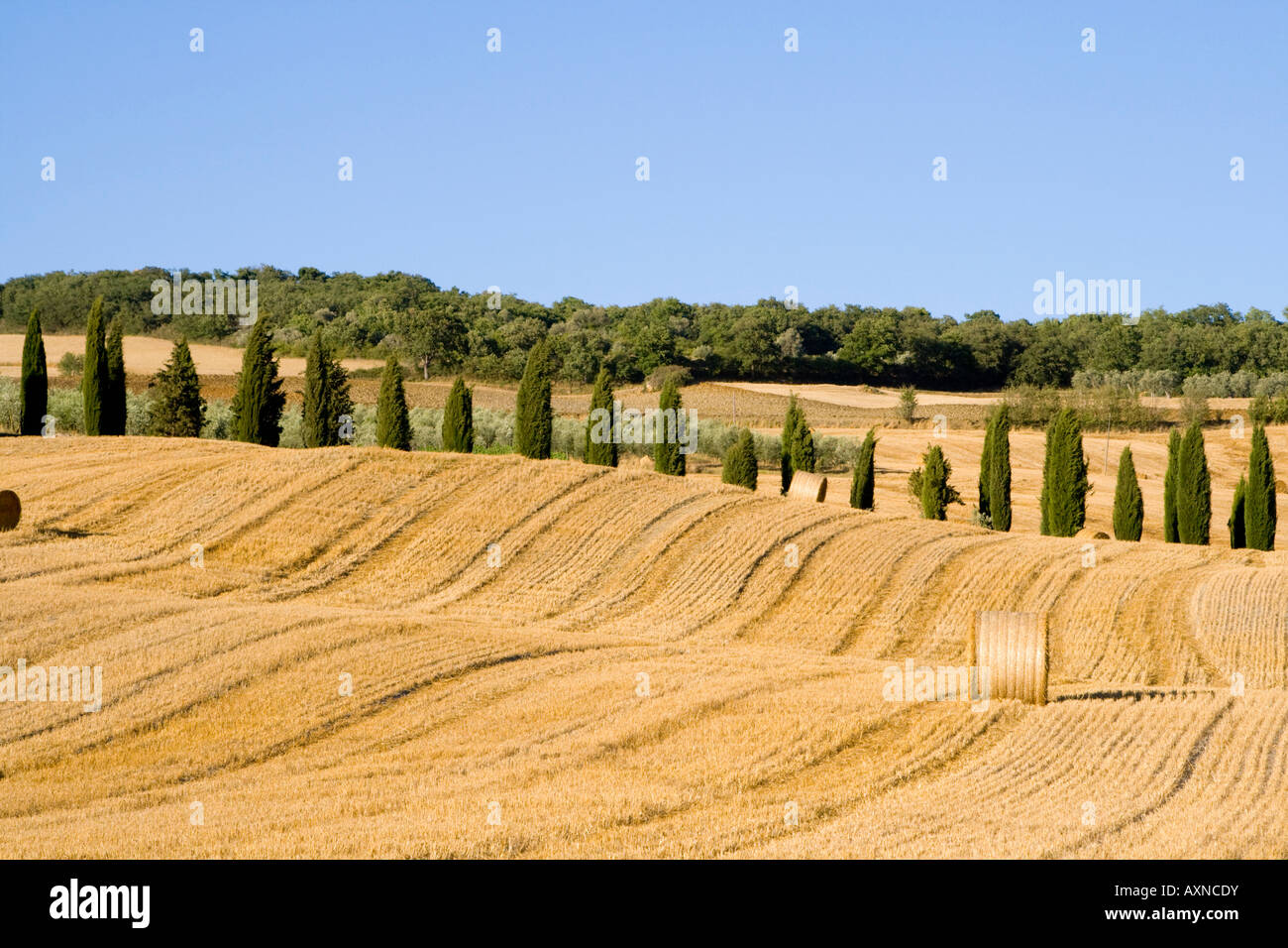 Harvested wheat fields Tuscany Italy Stock Photo - Alamy