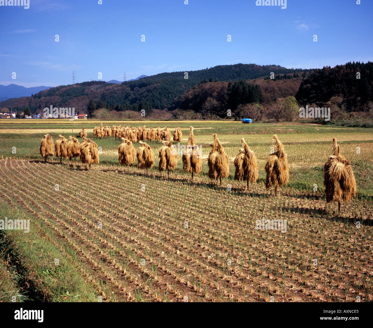 Akita sake hi-res stock photography and images - Alamy