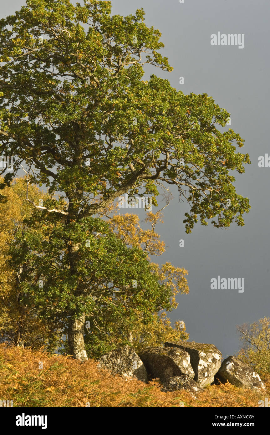 Trees and rocks in autumn around Loch Tummel Scotland UK October Stock ...