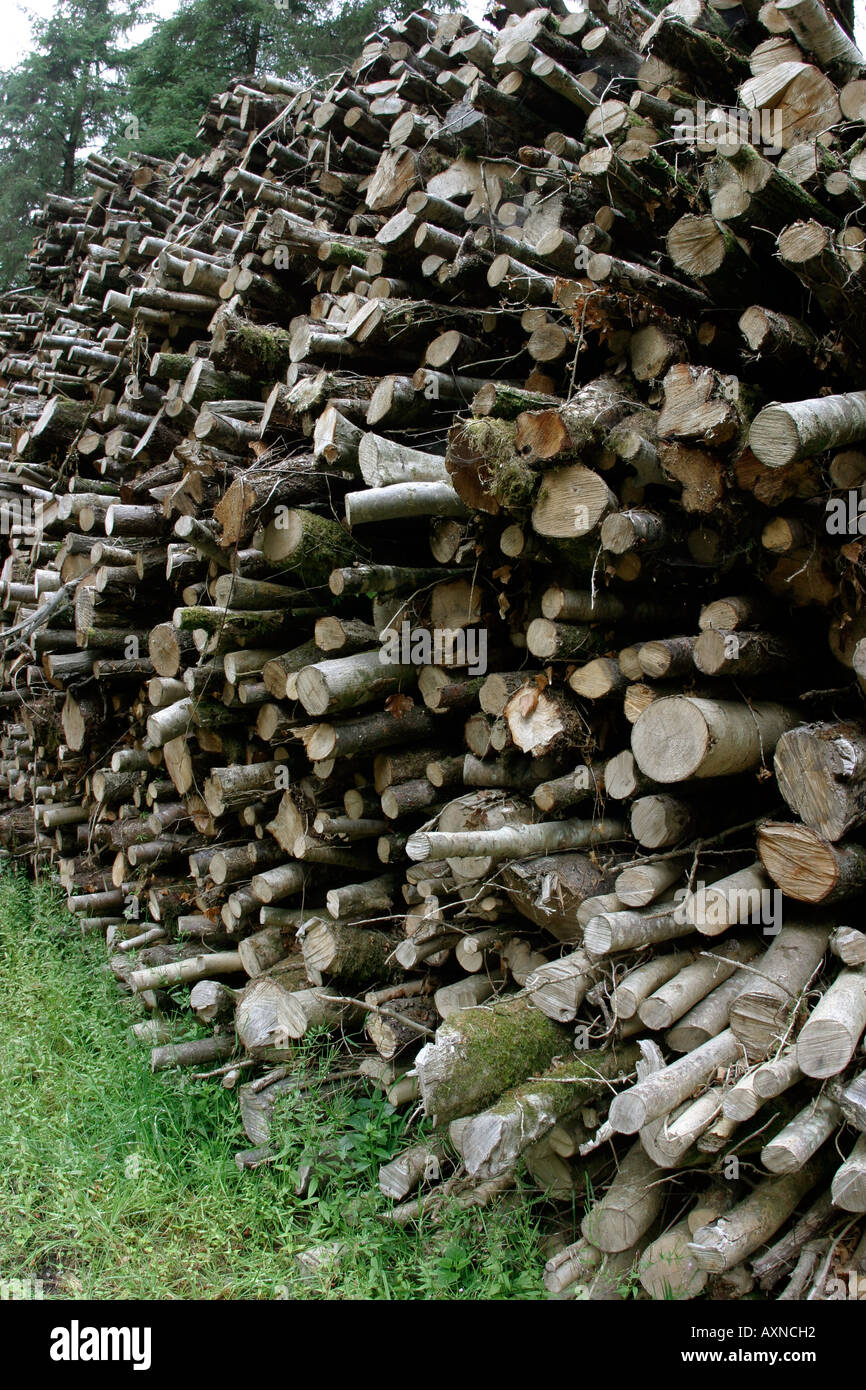 Timber Industry Logging Wales Stock Photo - Alamy