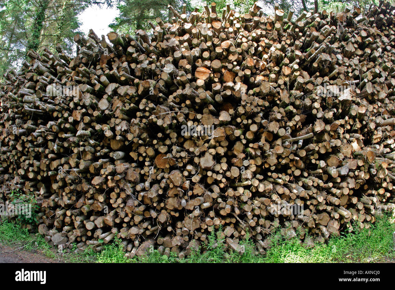 Timber Industry Logging Wales Stock Photo - Alamy