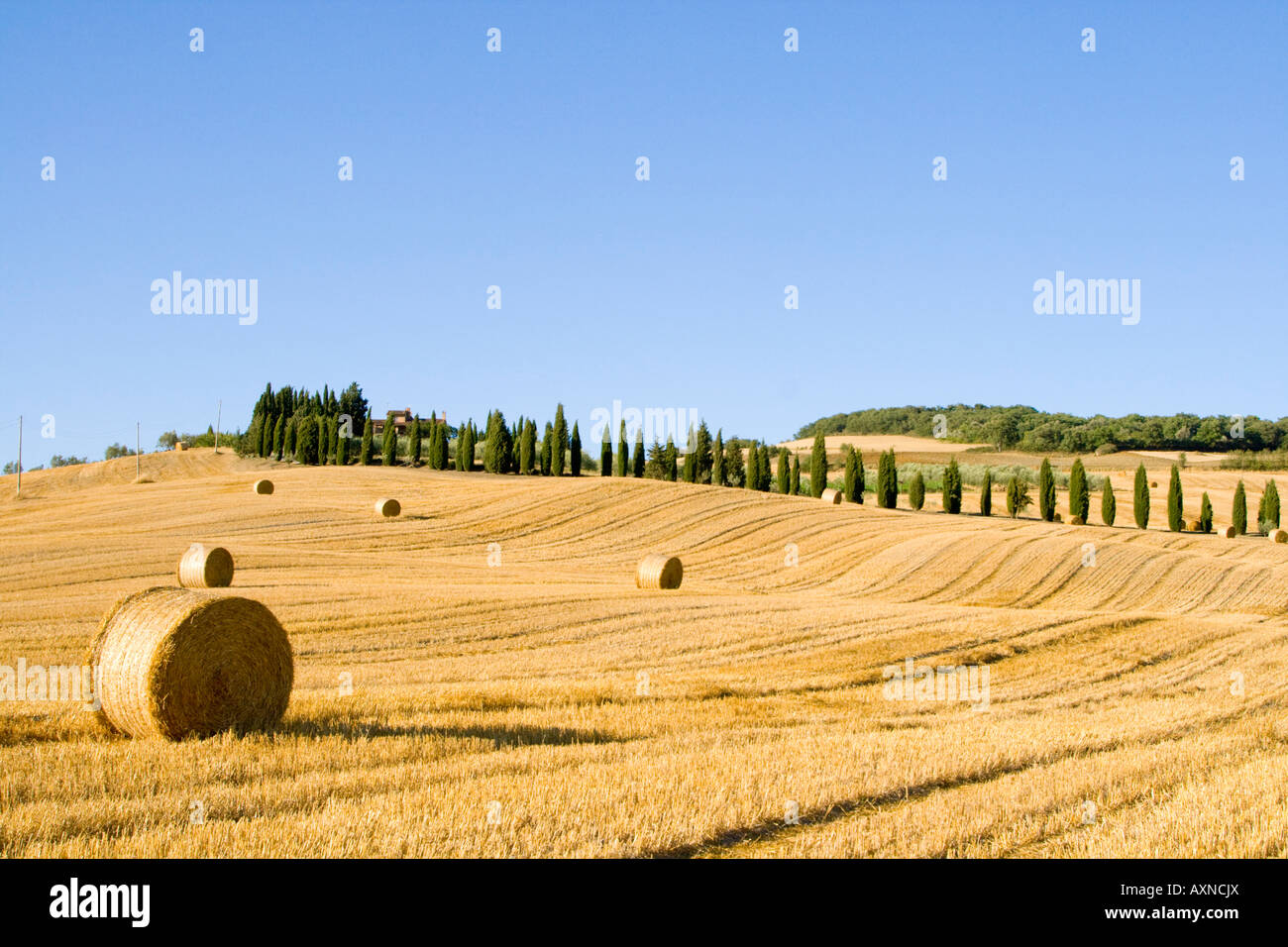 Harvested wheat fields Tuscany Italy Stock Photo - Alamy