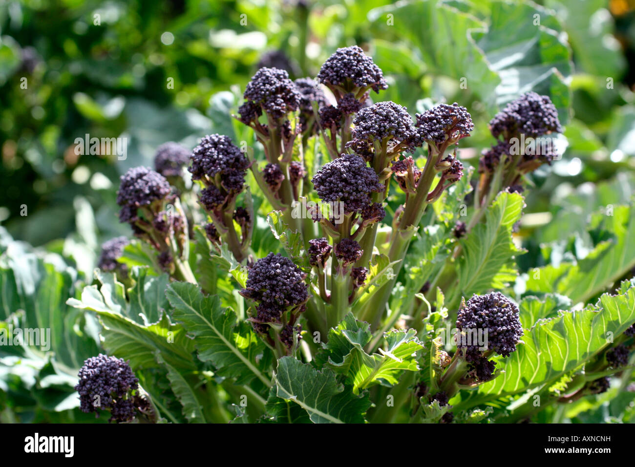 BROCOLLI RED SPEAR LATE MARCH Stock Photo - Alamy