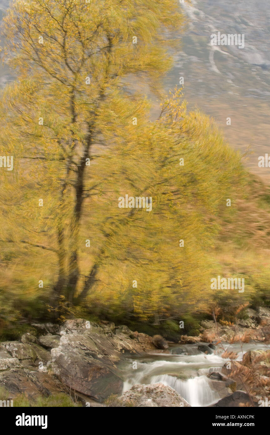 Trees in wind autumn Glencoe Scotland UK October Stock Photo - Alamy