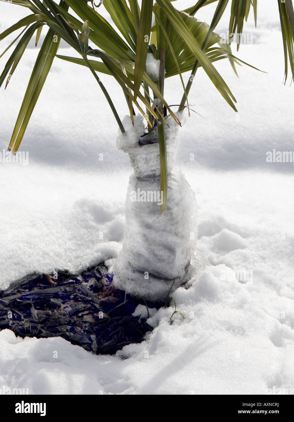 Hardy palm hi-res stock photography and images - Alamy