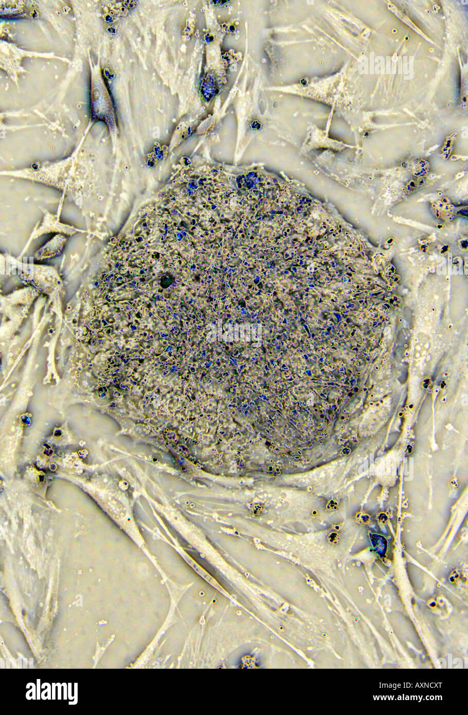 Human embryonic development cells hi-res stock photography and images ...