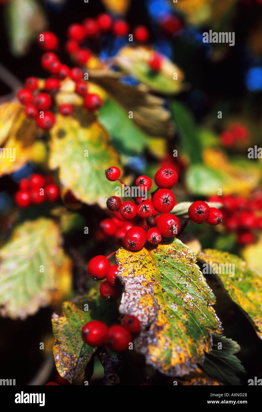 Edinburgh autumn botanic hi-res stock photography and images - Alamy