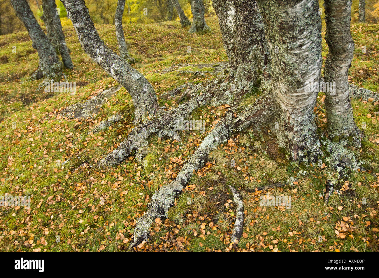 Tree trunks at north shore of Loch Tummel Scotland October Stock Photo ...