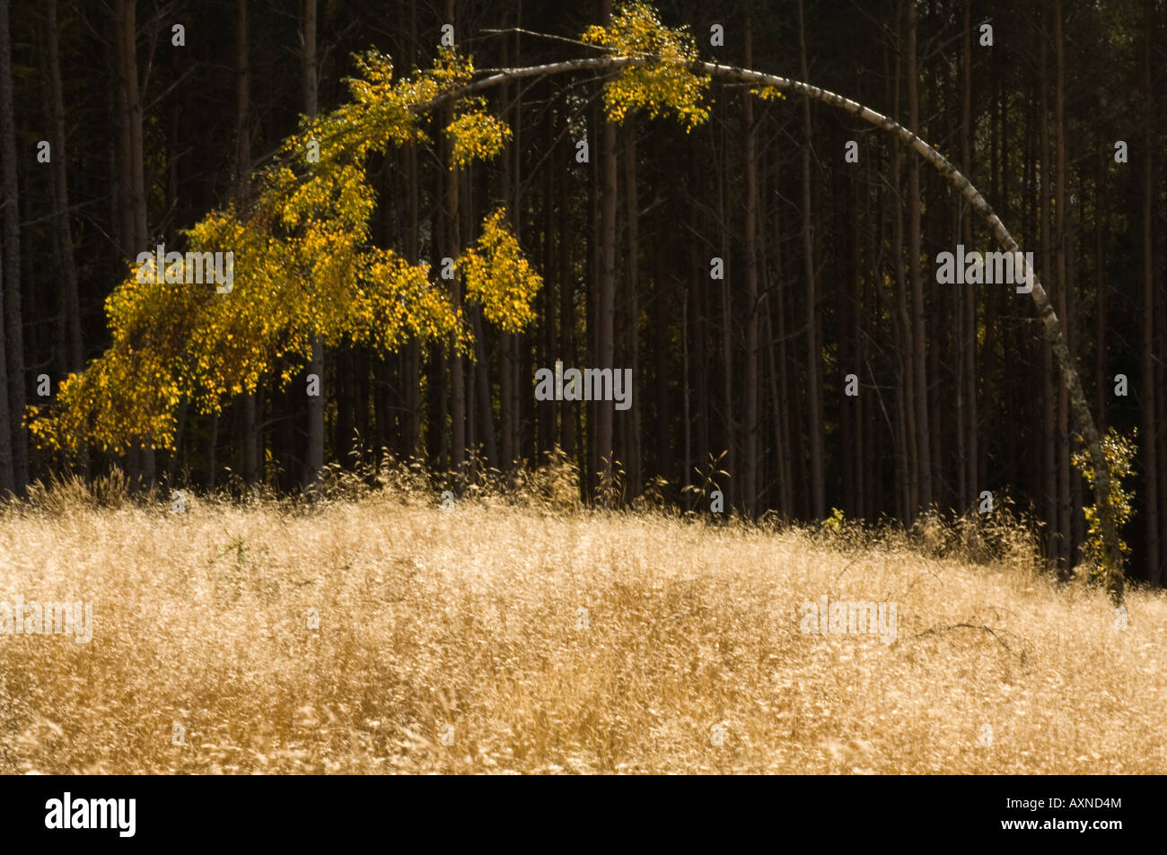 Birch Arch Stock Photos & Birch Arch Stock Images - Alamy