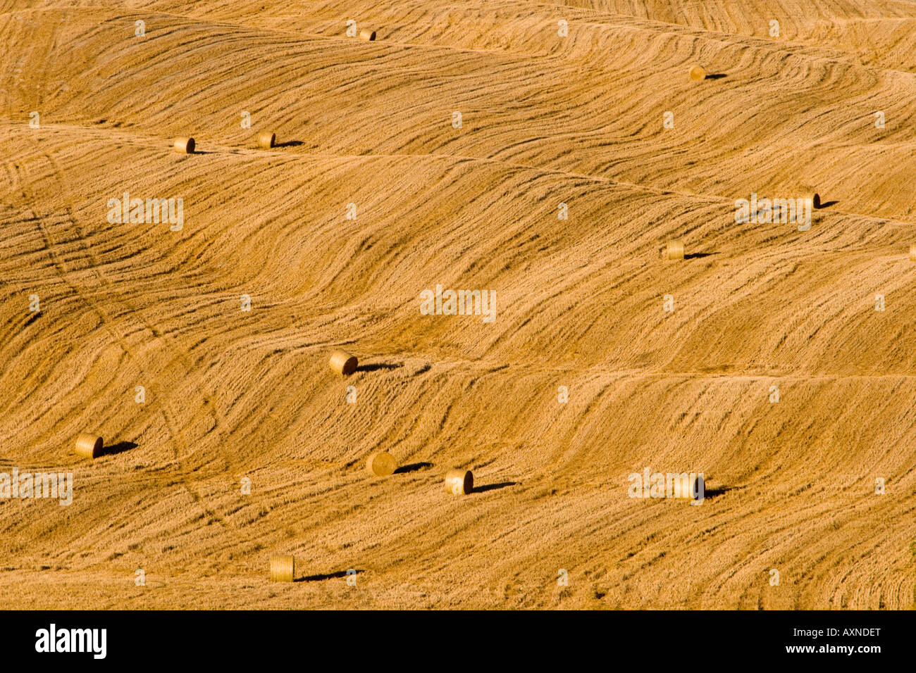 Harvested wheat field tuscany hi-res stock photography and images - Alamy
