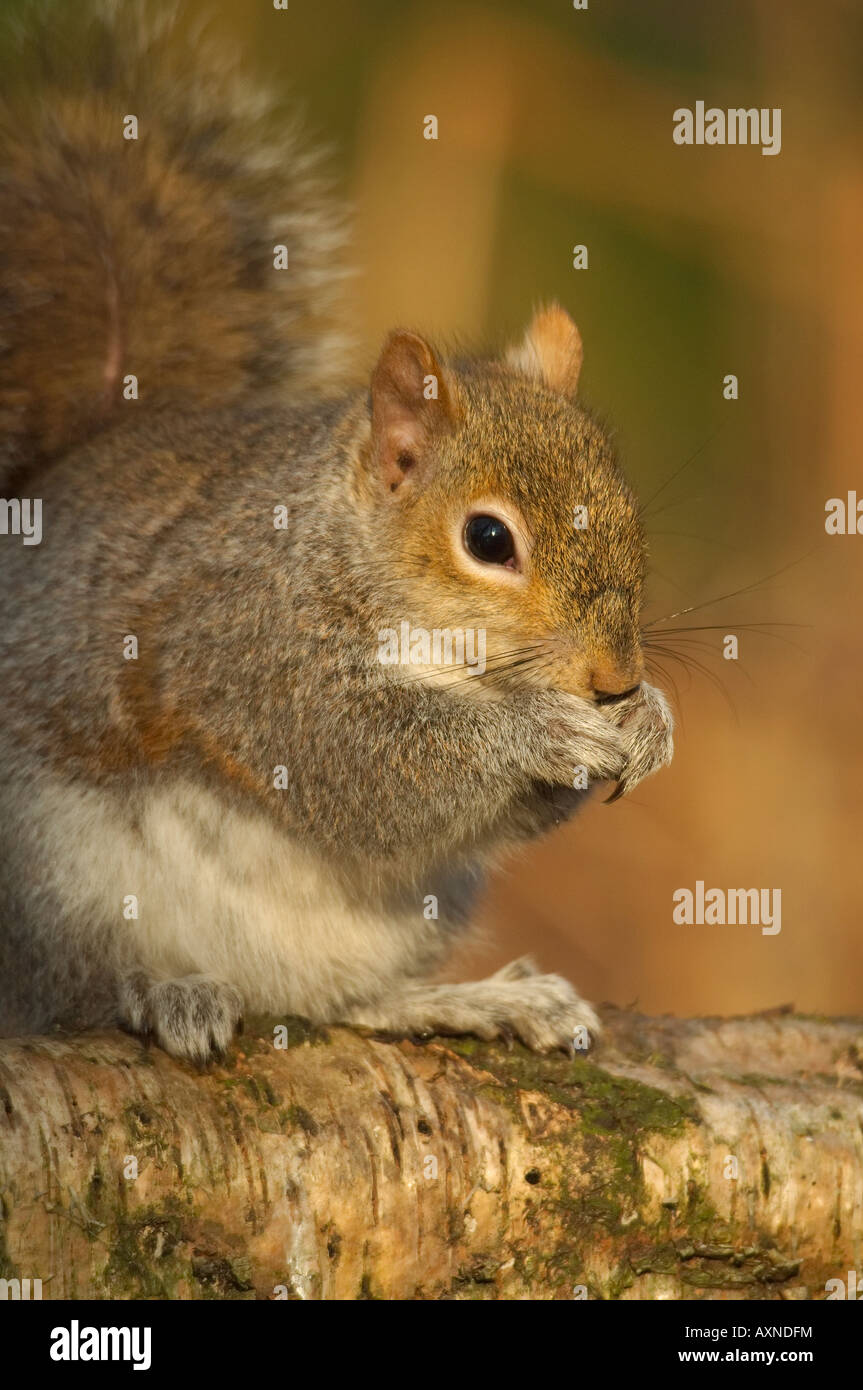 Grey squirrel pic hi-res stock photography and images - Alamy