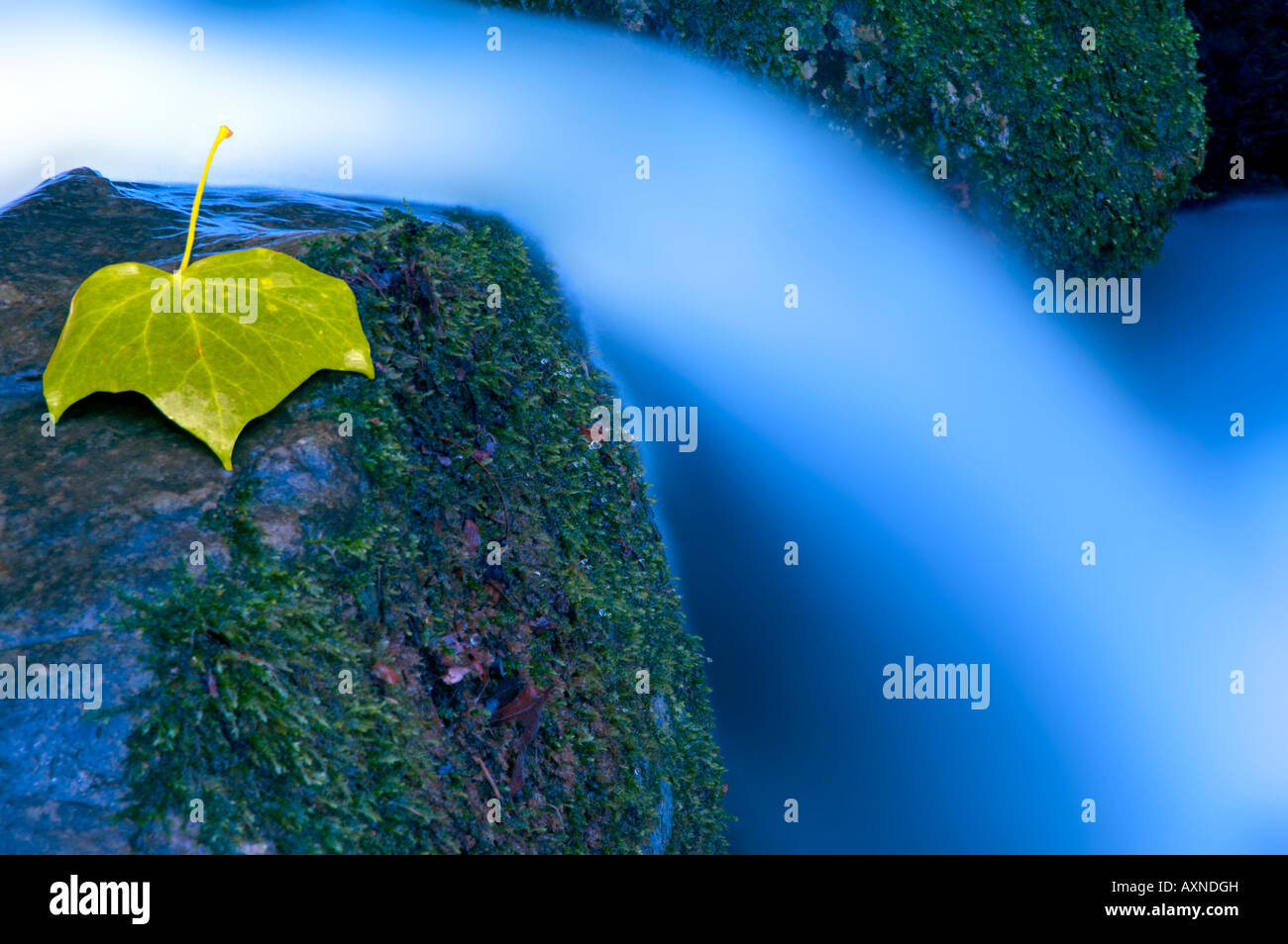 Waterfall and Leaf Stock Photo - Alamy