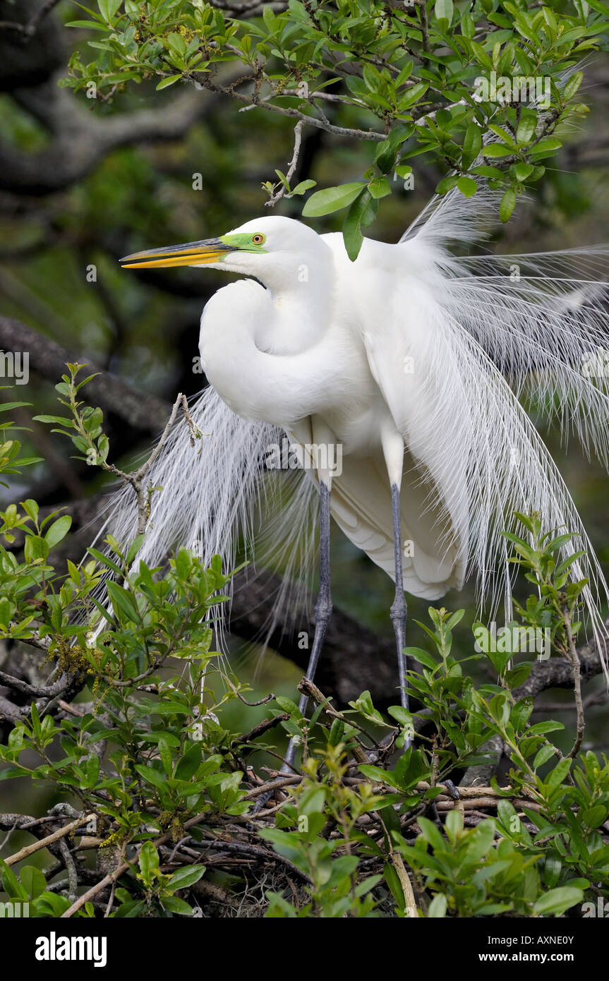 Egret breeding colors hi-res stock photography and images - Alamy