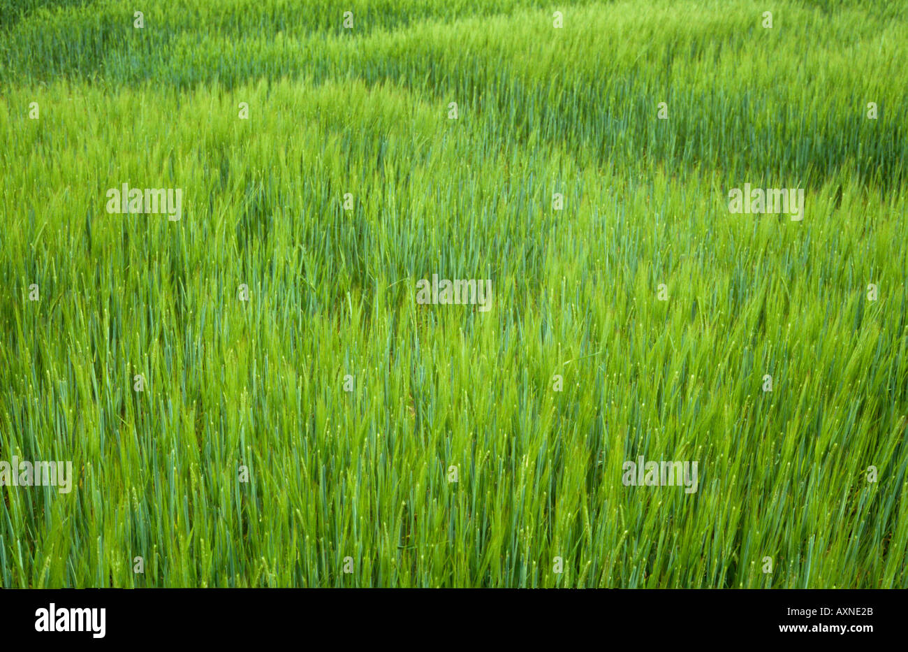 Two rowed barley field hi-res stock photography and images - Alamy