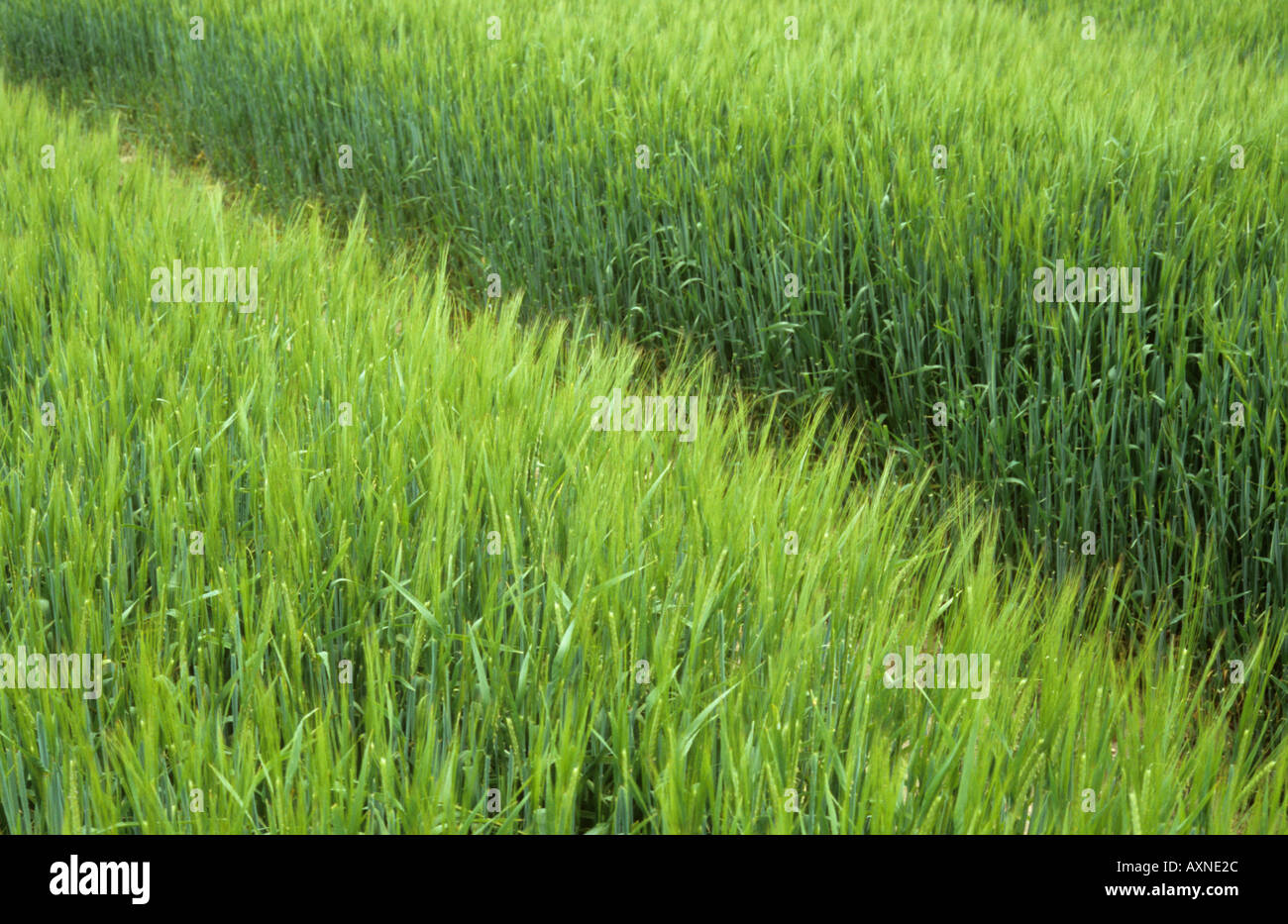 Two Row Barley Stock Photos & Two Row Barley Stock Images - Alamy