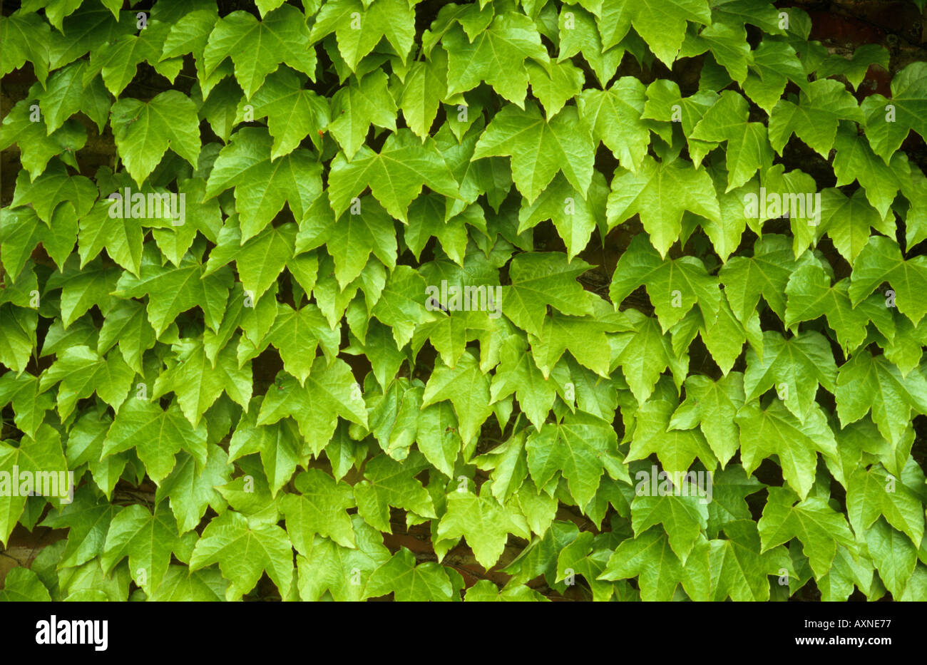 Japanese Ivy or Boston ivy or Parthenocissus tricuspidata in spring or ...