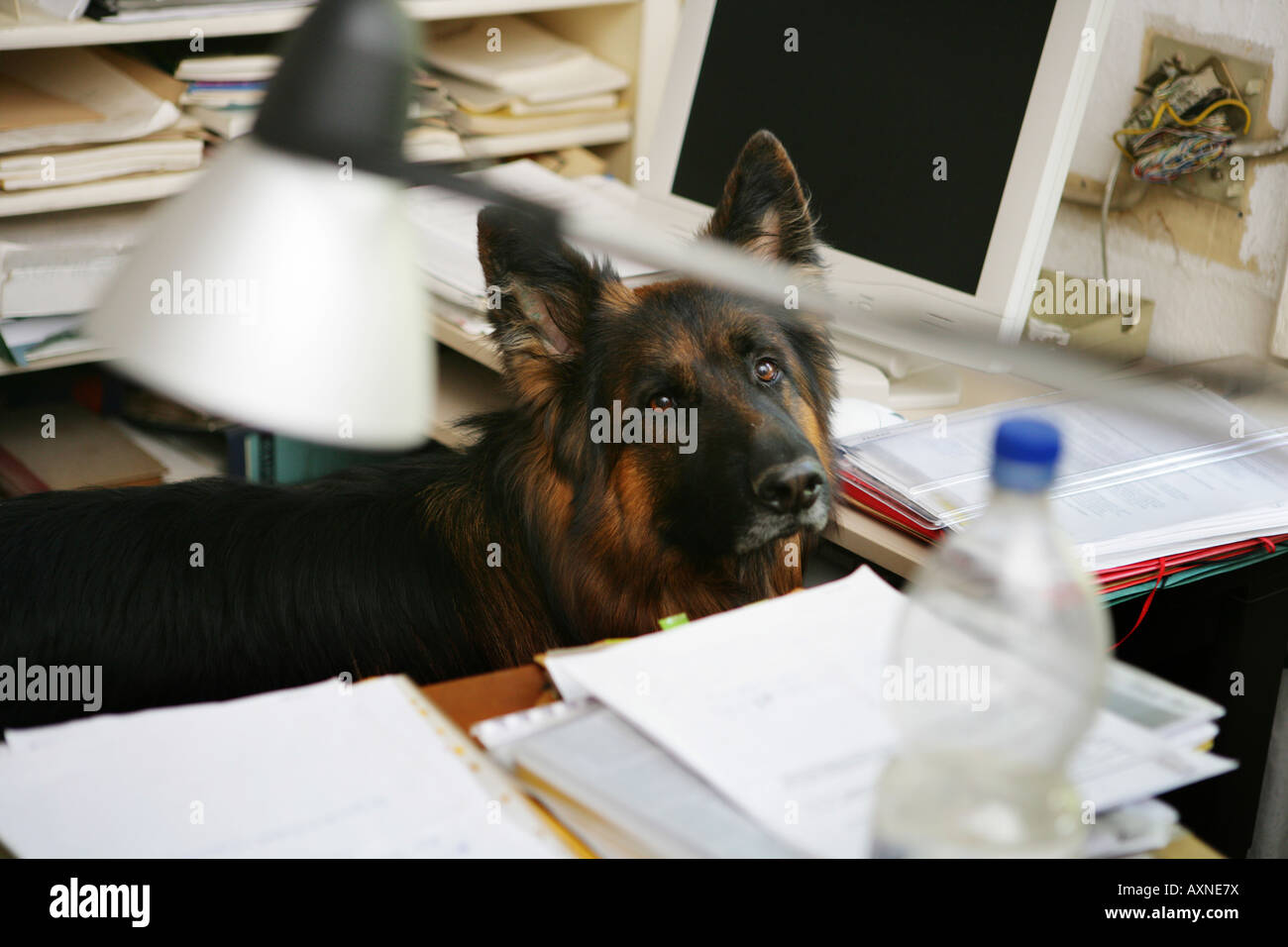 Study dog hi-res stock photography and images - Alamy